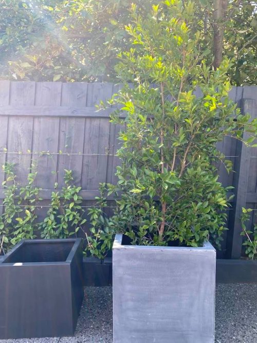 Planter Boxes Melbourne – Bamboo Planter Box | Bamboo Plus