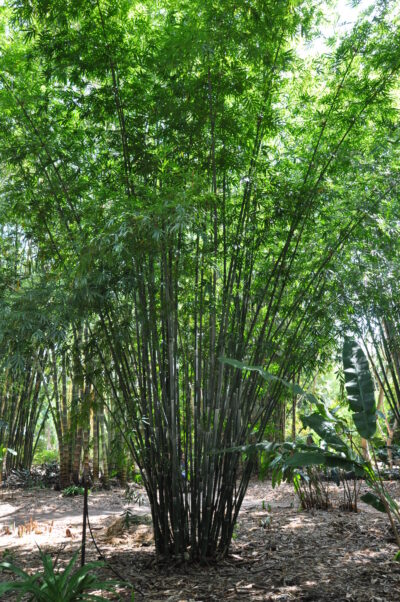 Bamboo Varieties Australia – Our Bamboo in stock