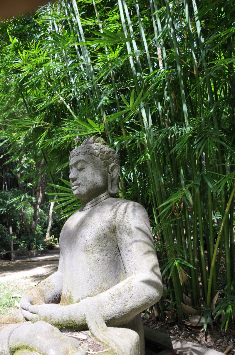 Bamboo Varieties Australia – Our Bamboo in stock