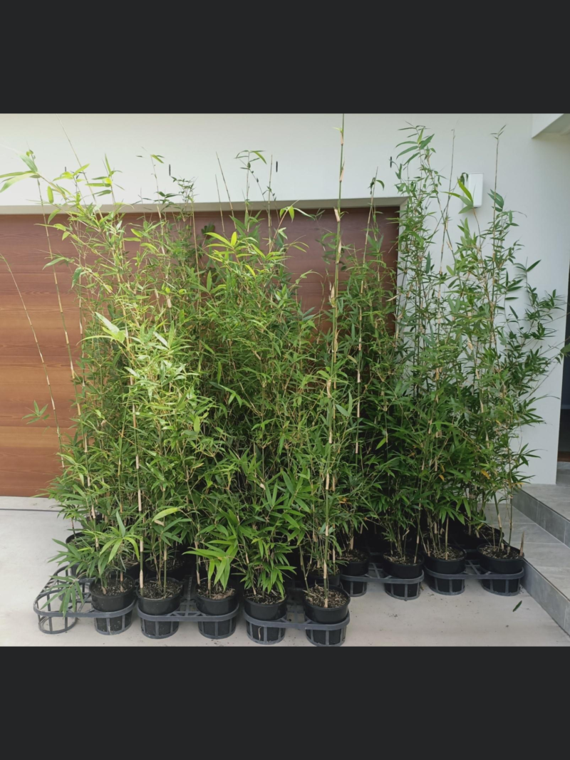 Bambusa multiplex 'Goldstripe' - Bamboo Plus