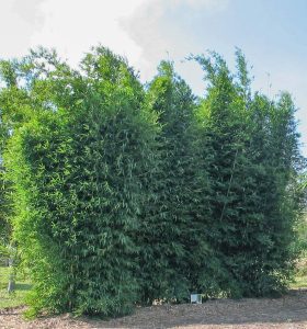 Bamboo Varieties Australia – Our Bamboo in stock