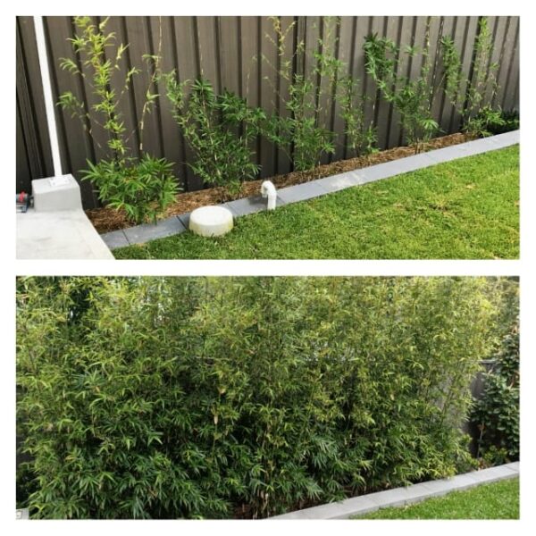 Bambusa multiplex 'Goldstripe' - Bamboo Plus