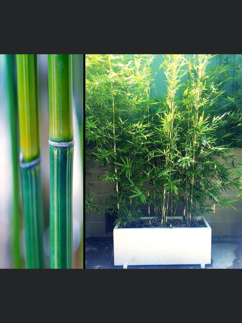Bambusa multiplex 'Goldstripe' - Bamboo Plus