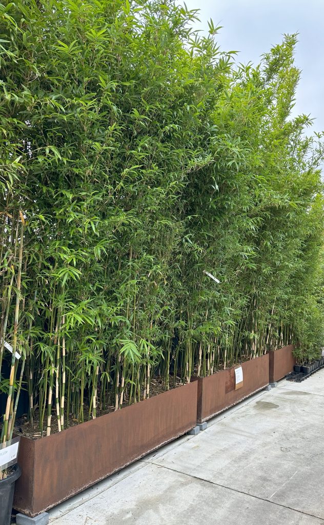 Bambusa multiplex 'Goldstripe' - Bamboo Plus