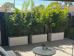 Bambusa multiplex 'Goldstripe' - Bamboo Plus