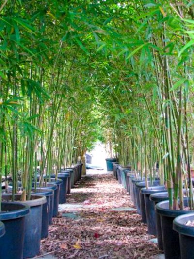 Bamboo Varieties Australia – Our Bamboo in stock