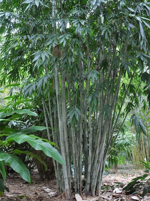Dendrocalamus minor 'Amoenus' Ghost - Bamboo Plus