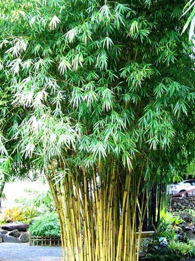 Bamboo Varieties Australia – Our Bamboo in stock