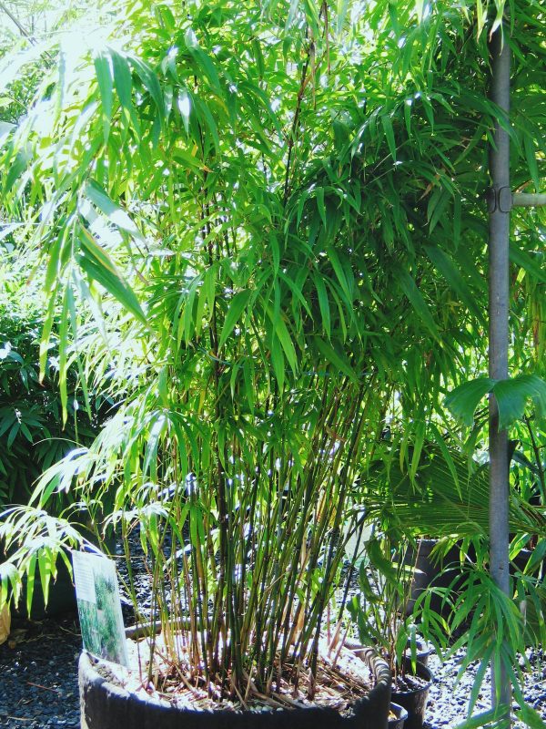 Bamboo Varieties Australia – Our Bamboo in stock