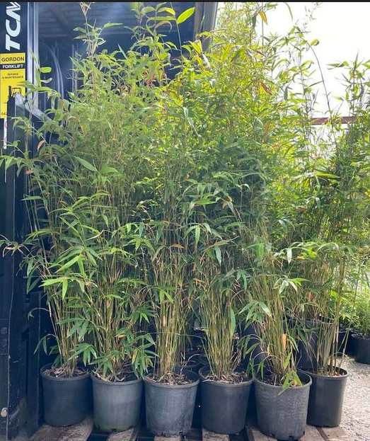 Bamboo Varieties Australia – Our Bamboo in stock