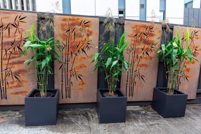 Bamboo Varieties Australia – Our Bamboo in stock