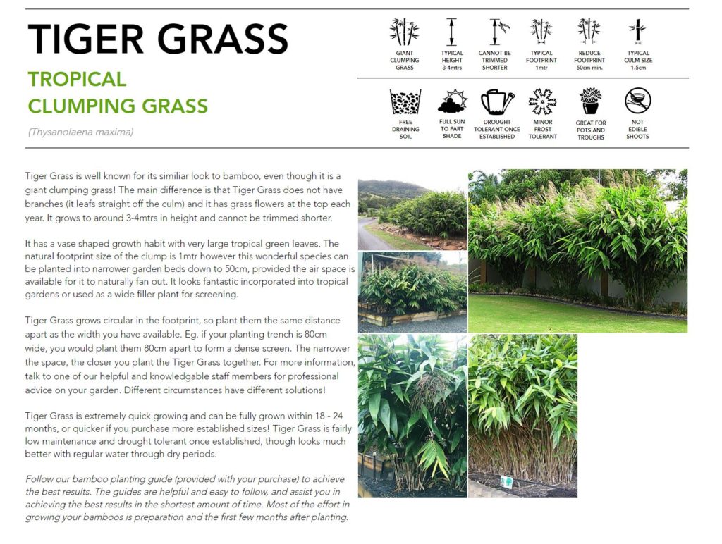 Thysanolaena maxima 'Tiger Grass' - Bamboo Plus