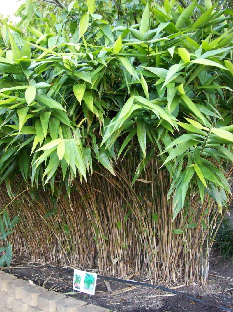 Thysanolaena maxima 'Tiger Grass' - Bamboo Plus