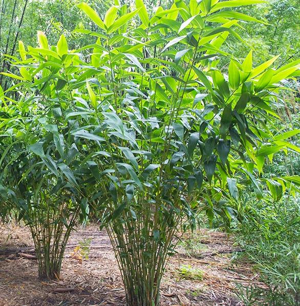 Thysanolaena maxima ‘Tiger Grass’ – Bamboo Plus