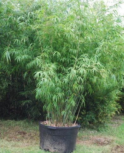 Himalayan Weeping (Drepanostachyum falcatum) - Bamboo Plus
