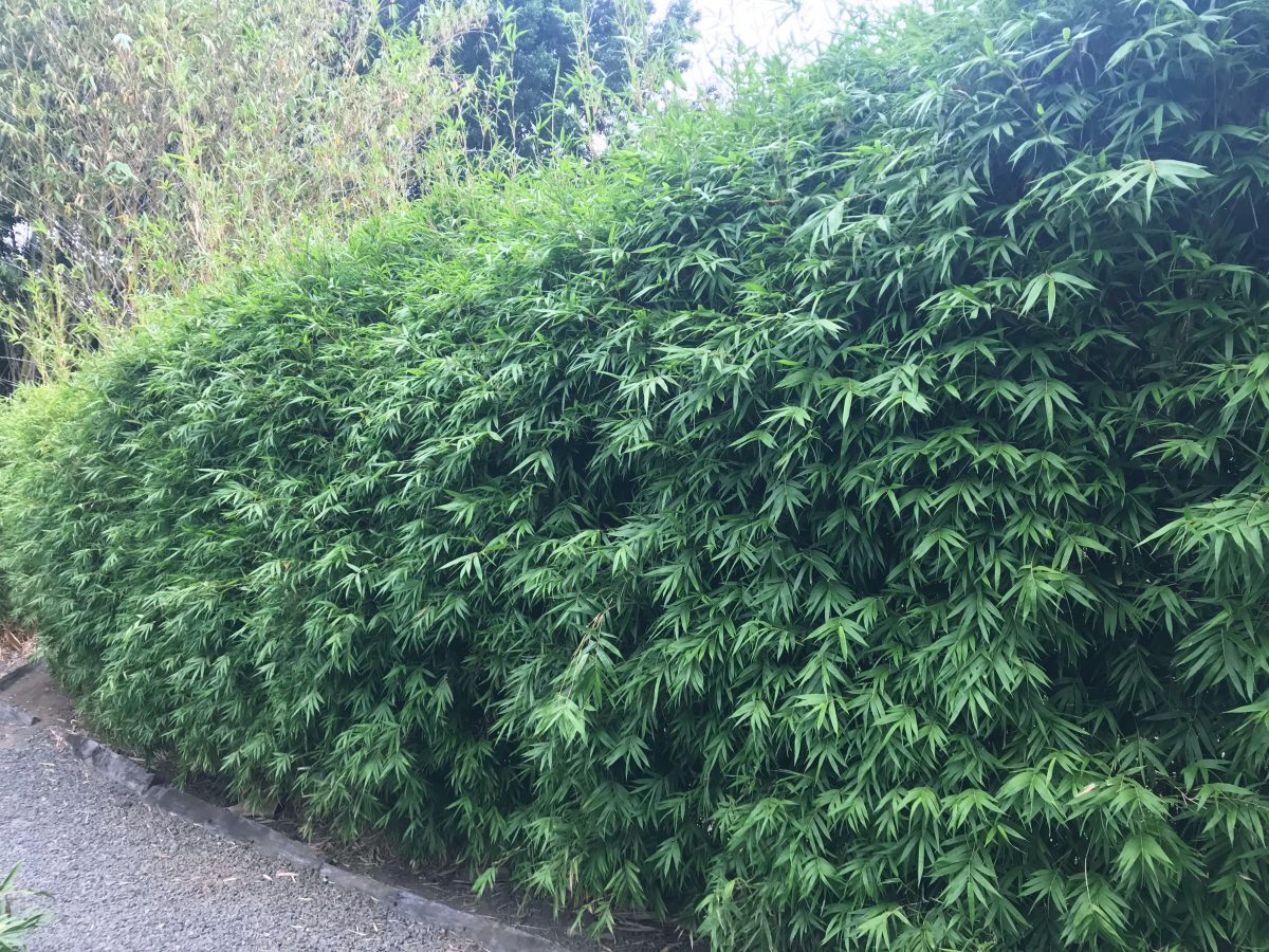 Bamboo Varieties Australia – Our Bamboo in stock