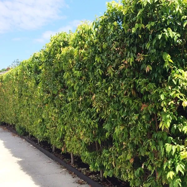 Waterhousea floribunda – Weeping Lilly Pilly - Bamboo Plus