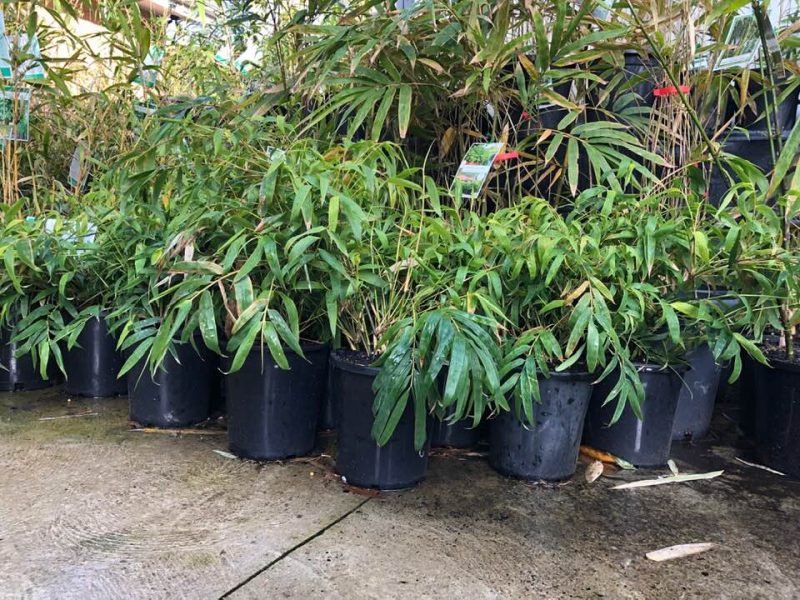 Bambusa guangxiensis Chinese Dwarf - Bamboo Plus