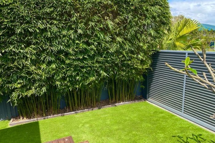 Bamboo Screening Plants Melbourne | Bamboo Plus